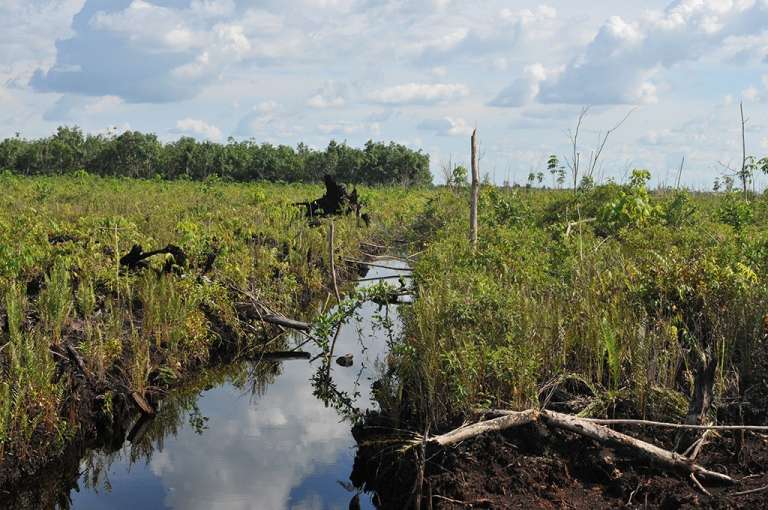 Paludiculture platform: Interconnecting activists to meet sustainable ...