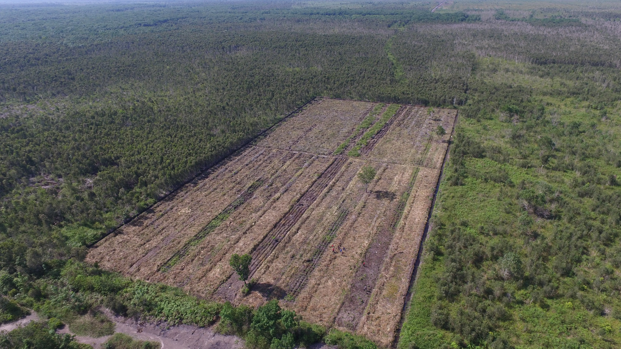 Traditional Tamanu: It sure ain’t an ordinary type of oil ...
